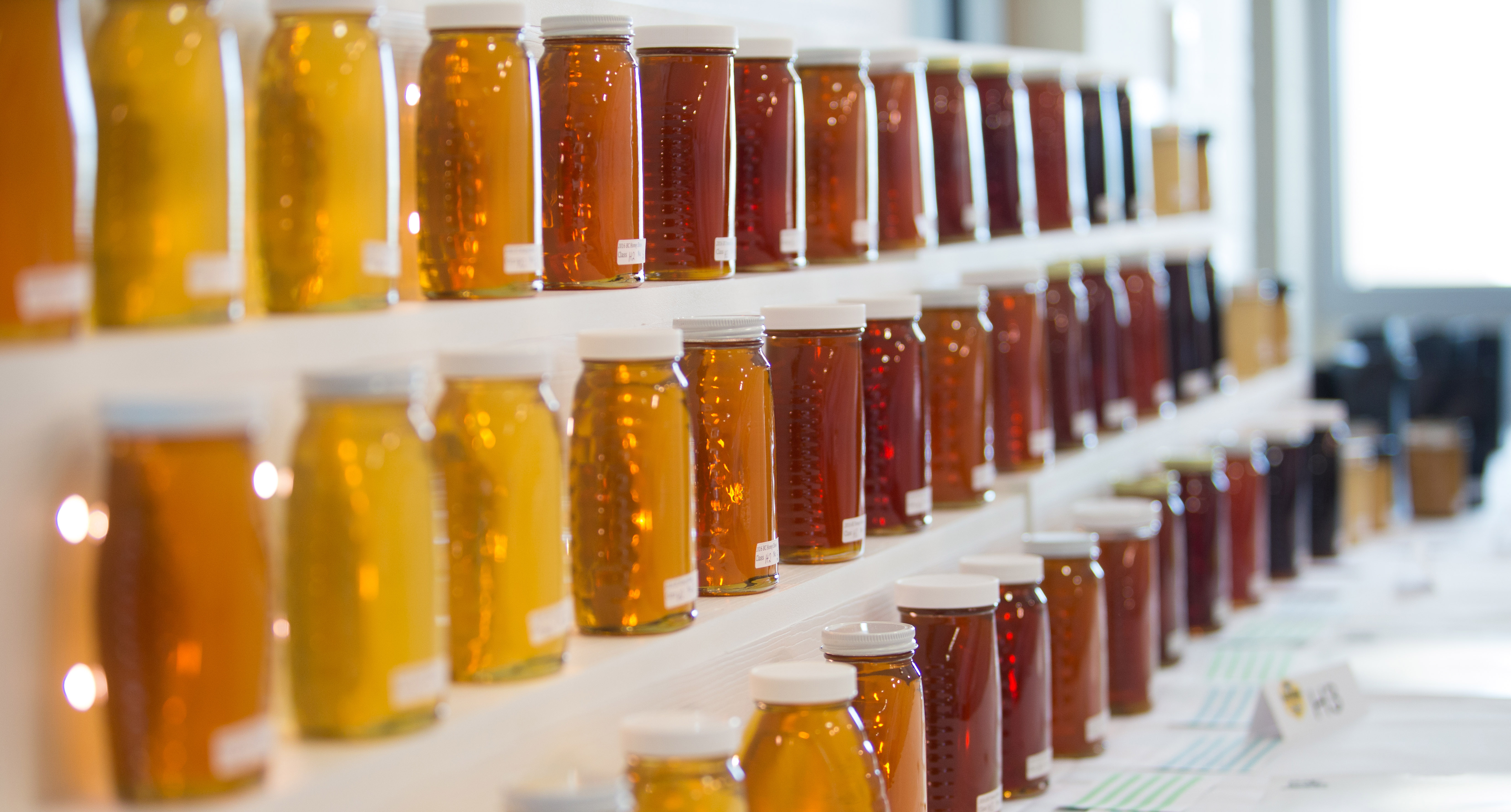 Preparing Honey for Sale and Show – Meridian Beekeepers’ Association