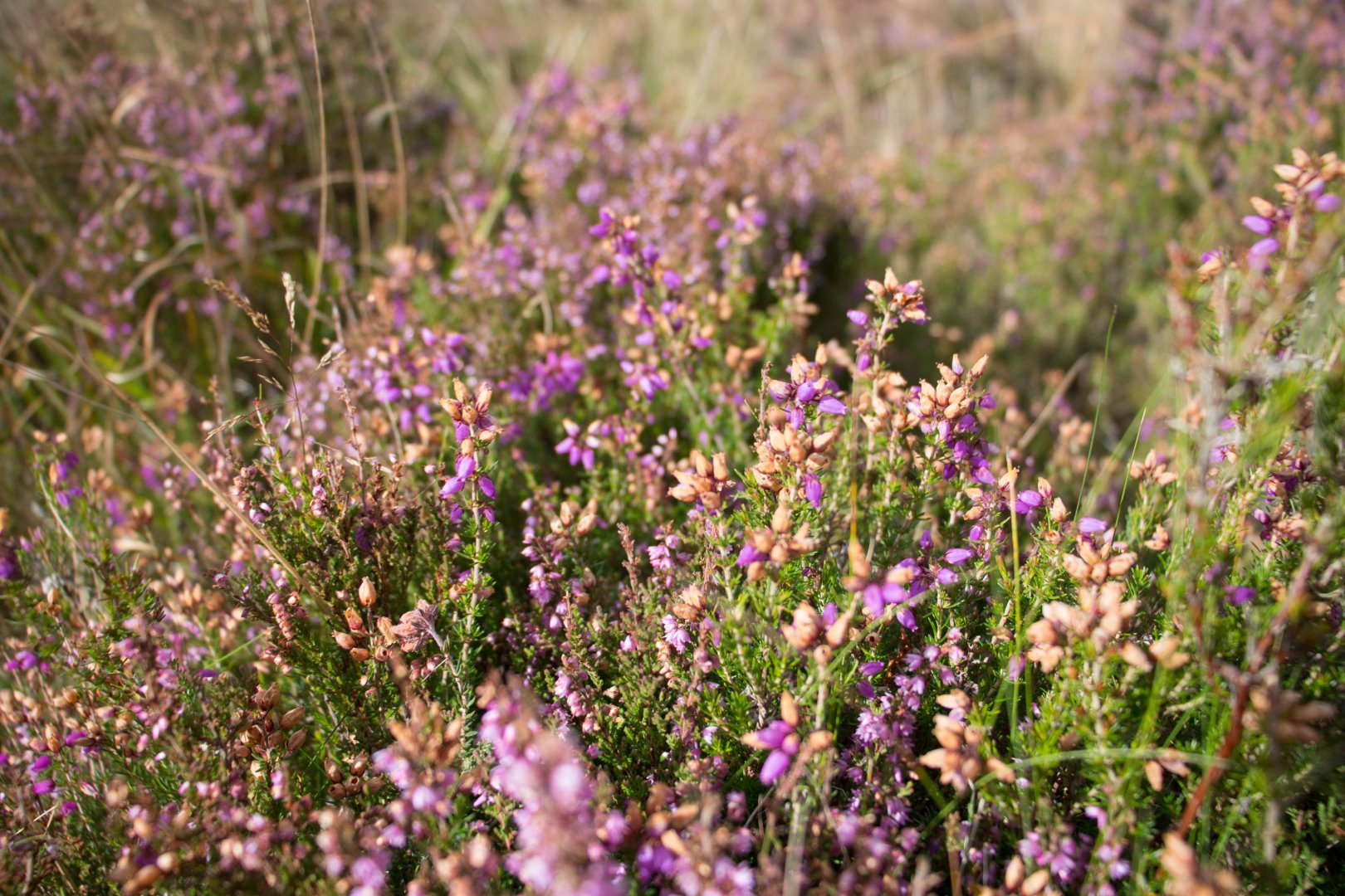Taking bees to the heather – Meridian Beekeepers’ Association