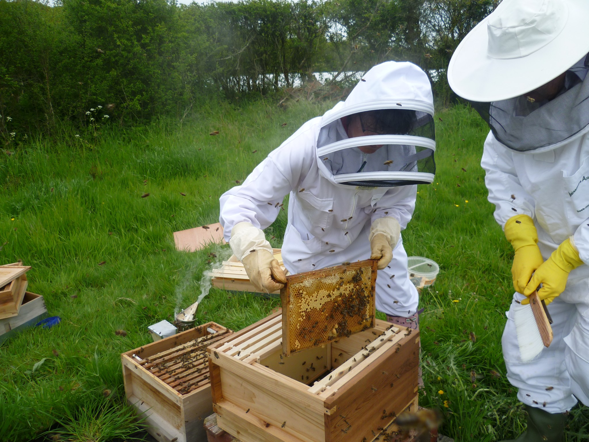 Apiary management – Meridian Beekeepers’ Association