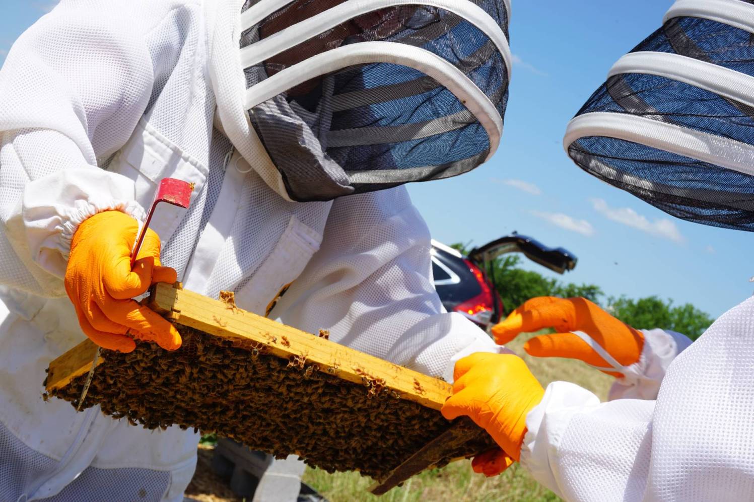 BBKA Basic Assessment Syllabus – Meridian Beekeepers’ Association