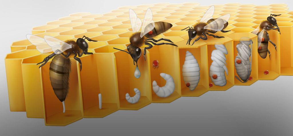Varroa, an overview – Meridian Beekeepers’ Association