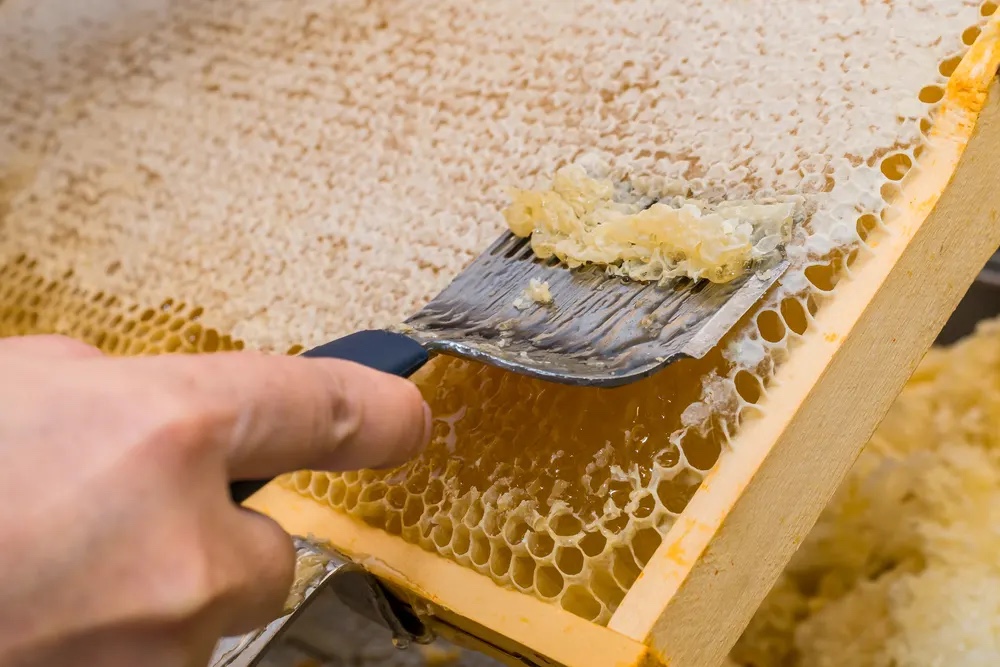 Honey processing – Meridian Beekeepers’ Association