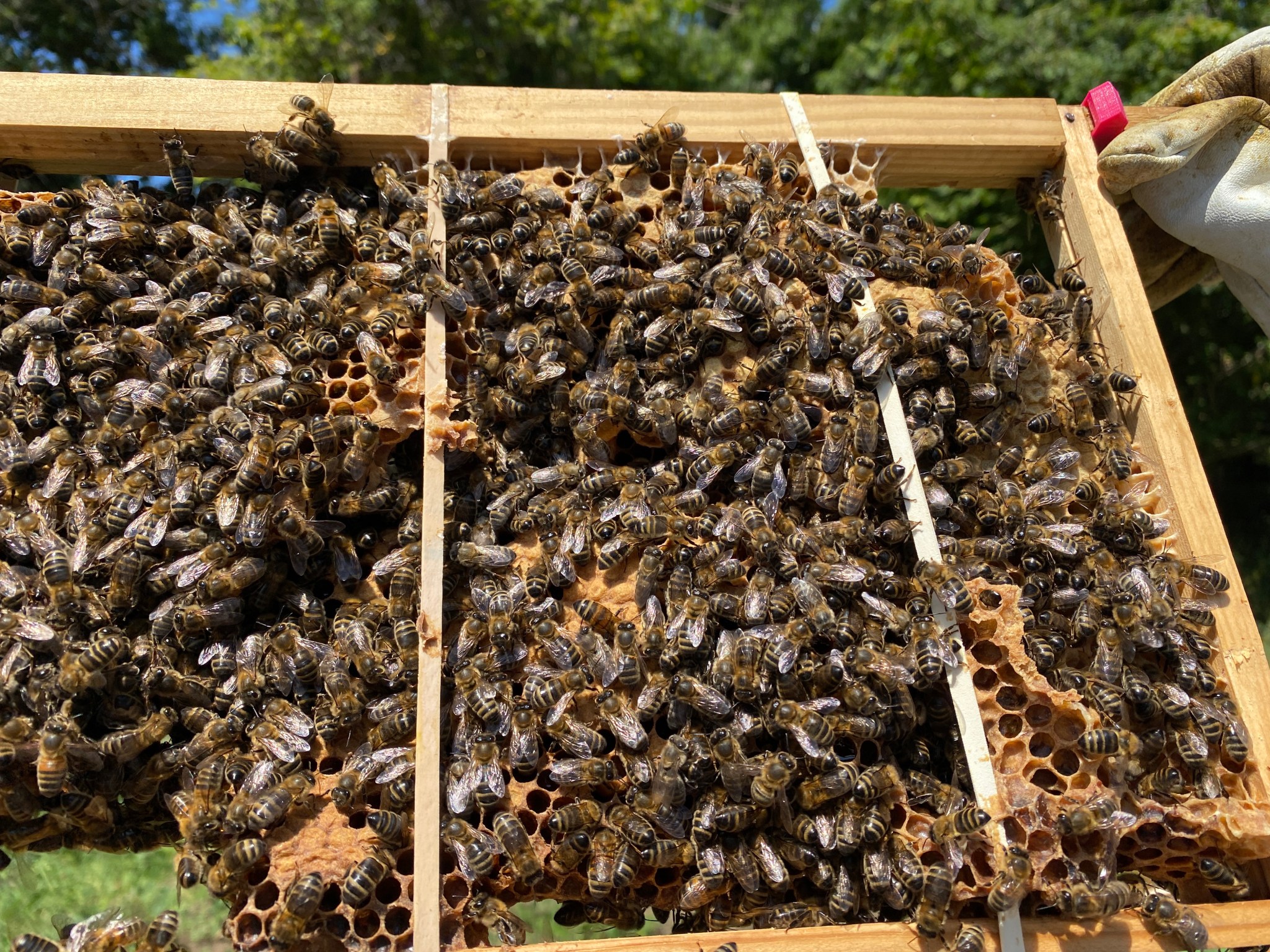 Fixing Comb – Meridian Beekeepers’ Association