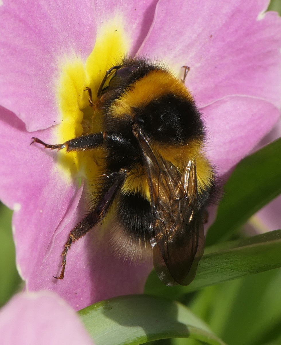 Bees, Wasps and Buzzy Things – Meridian Beekeepers’ Association