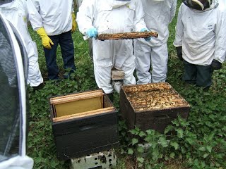 Shook Swarm – Meridian Beekeepers’ Association