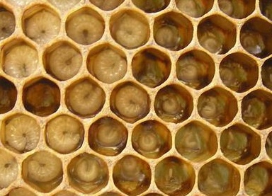 BBKA Basic Assessment Syllabus – Meridian Beekeepers’ Association