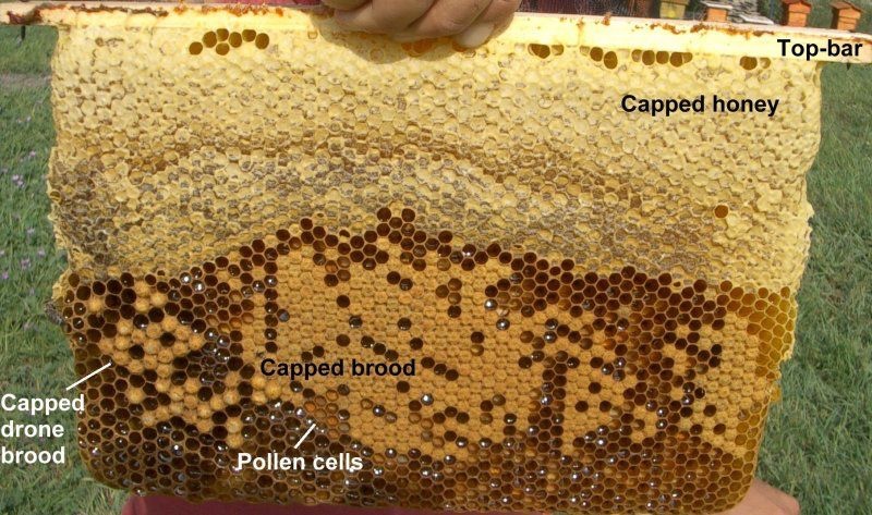 BBKA Basic Assessment Syllabus – Meridian Beekeepers’ Association