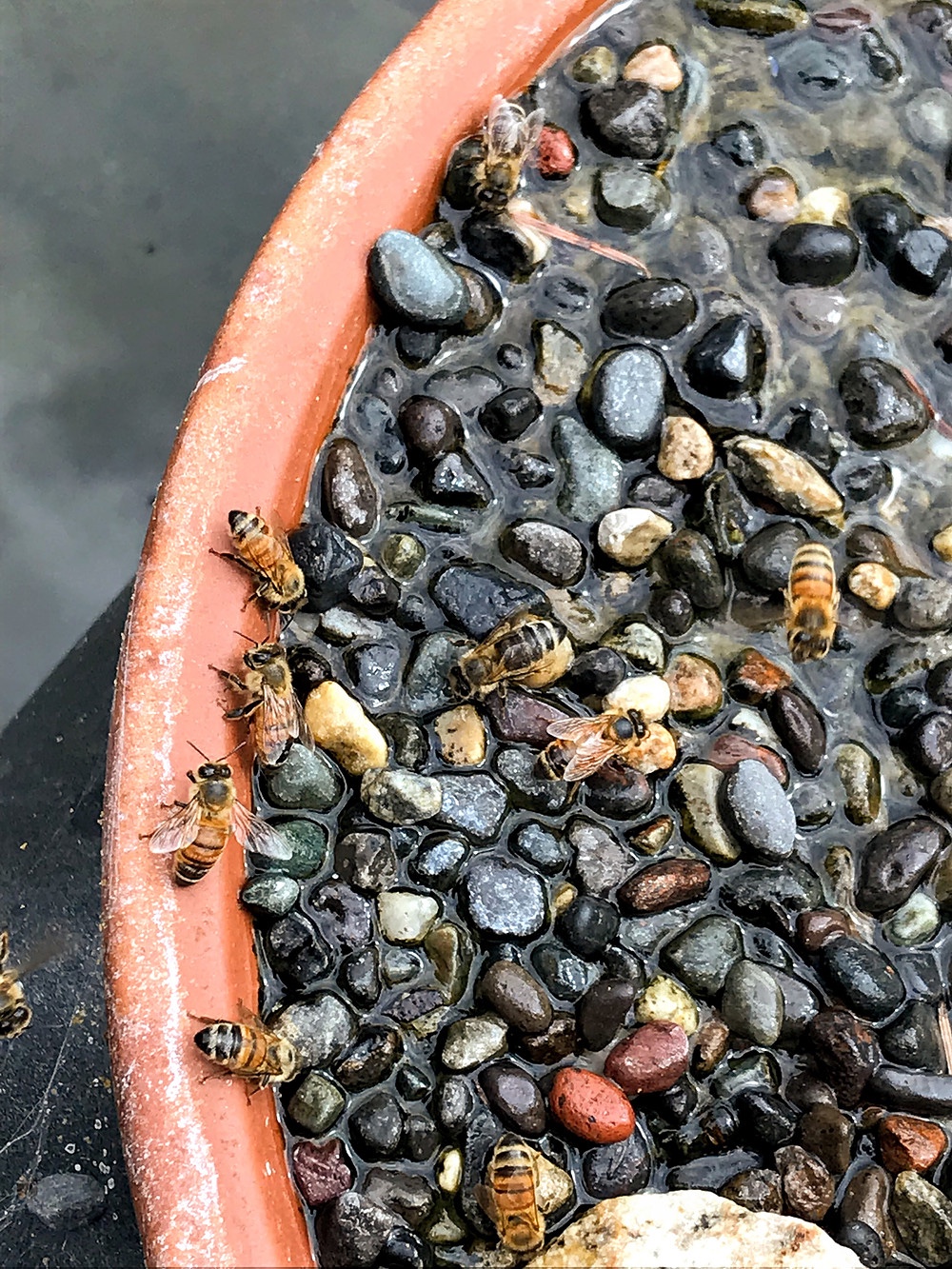 Reading your bees – Meridian Beekeepers’ Association