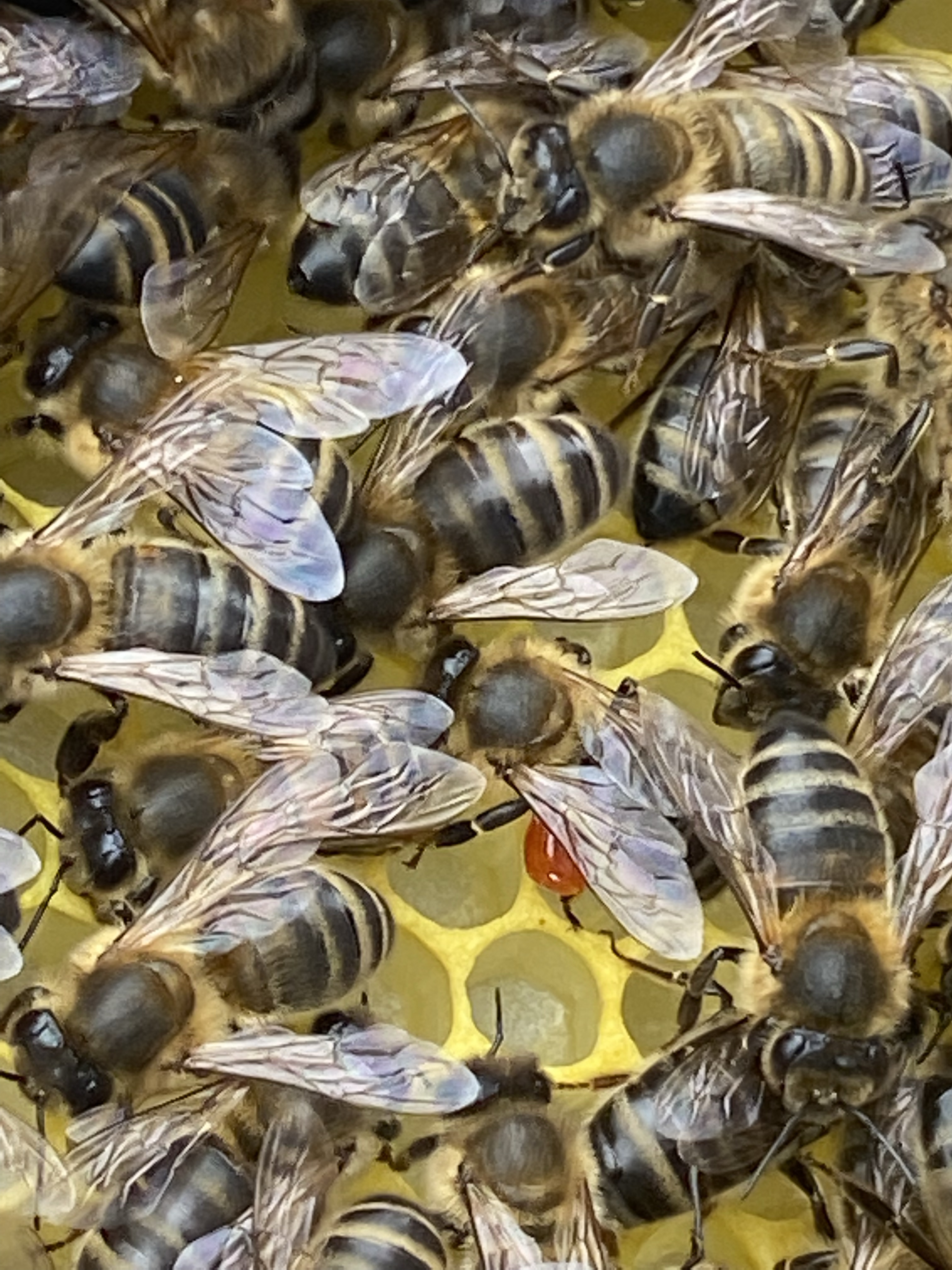 Reading your bees – Meridian Beekeepers’ Association