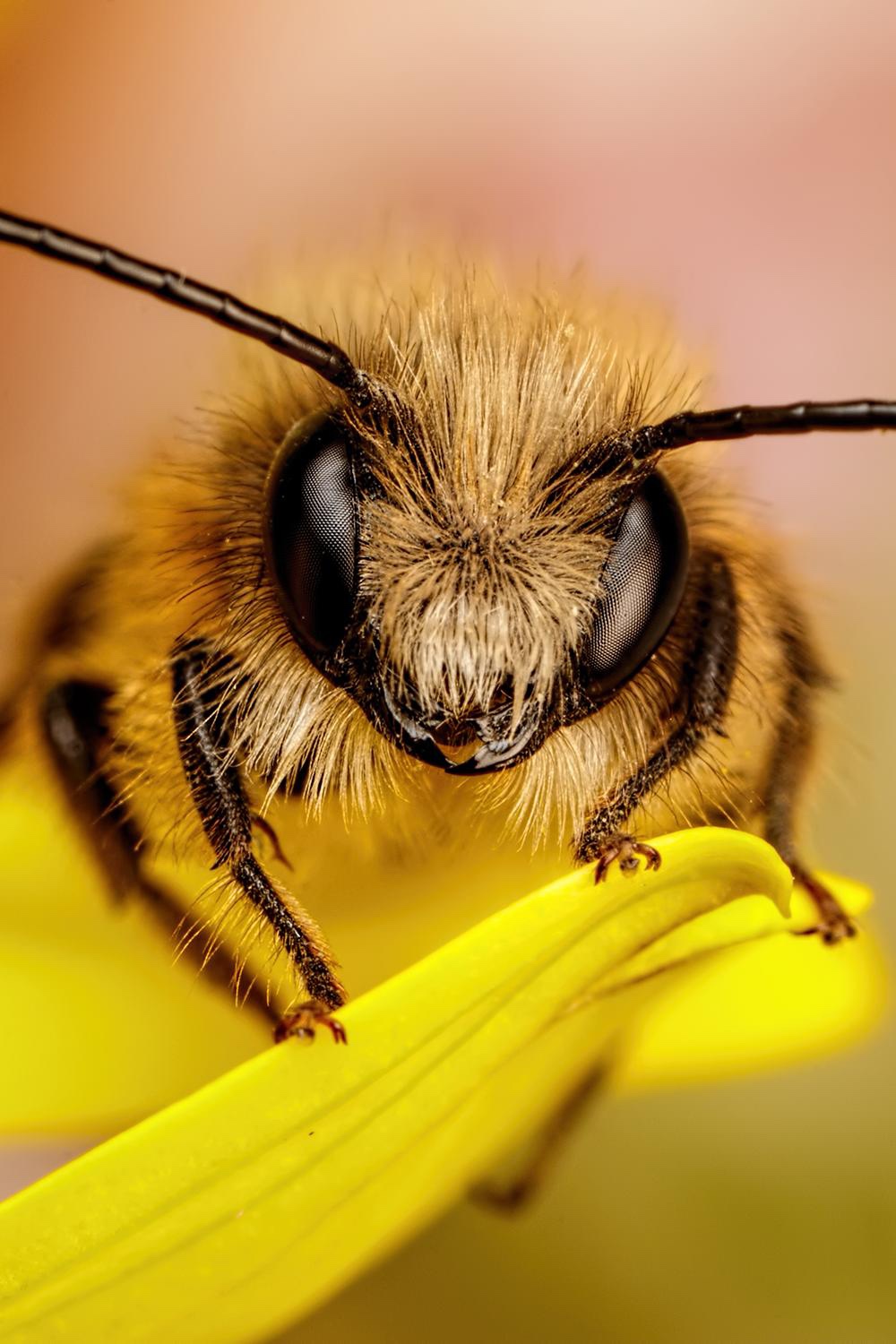 Get Ready Fireside Chats Starts Again – Meridian Beekeepers’ Association