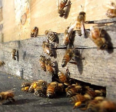 Reading your bees – Meridian Beekeepers’ Association