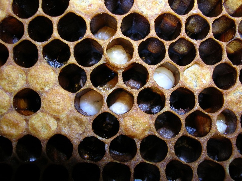 Foulbrood – Meridian Beekeepers’ Association