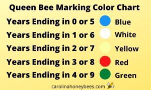 Marking your queen – Meridian Beekeepers’ Association
