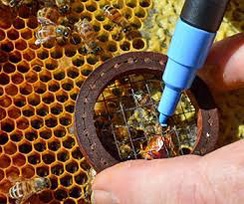 Marking your queen – Meridian Beekeepers’ Association