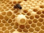 Queen cells and how to identify the different types – Meridian ...