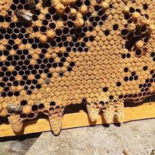 Queen cells and how to identify the different types – Meridian ...