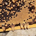 Queen cells and how to identify the different types – Meridian ...