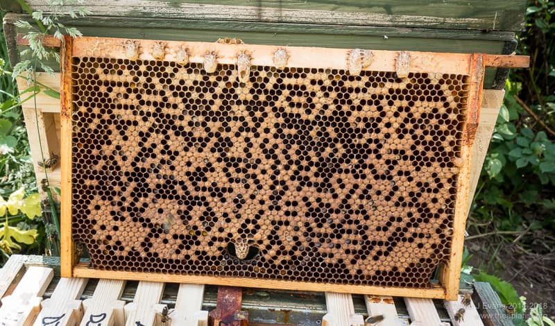 Queen cells and how to identify the different types – Meridian ...