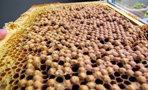 Queen cells and how to identify the different types – Meridian ...