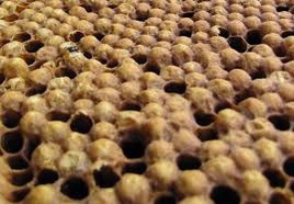 Queen cells and how to identify the different types – Meridian ...