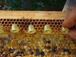Queen rearing, a simple method – Meridian Beekeepers’ Association