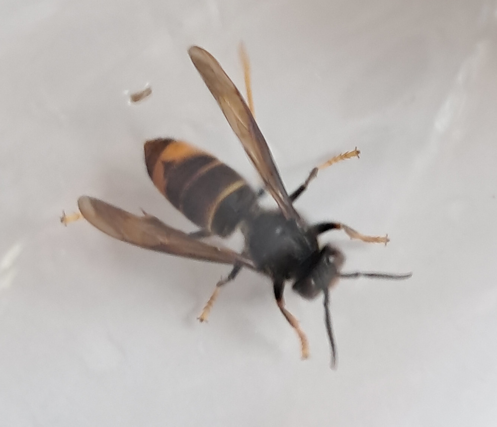 YLAH Images – Meridian Beekeepers’ Association